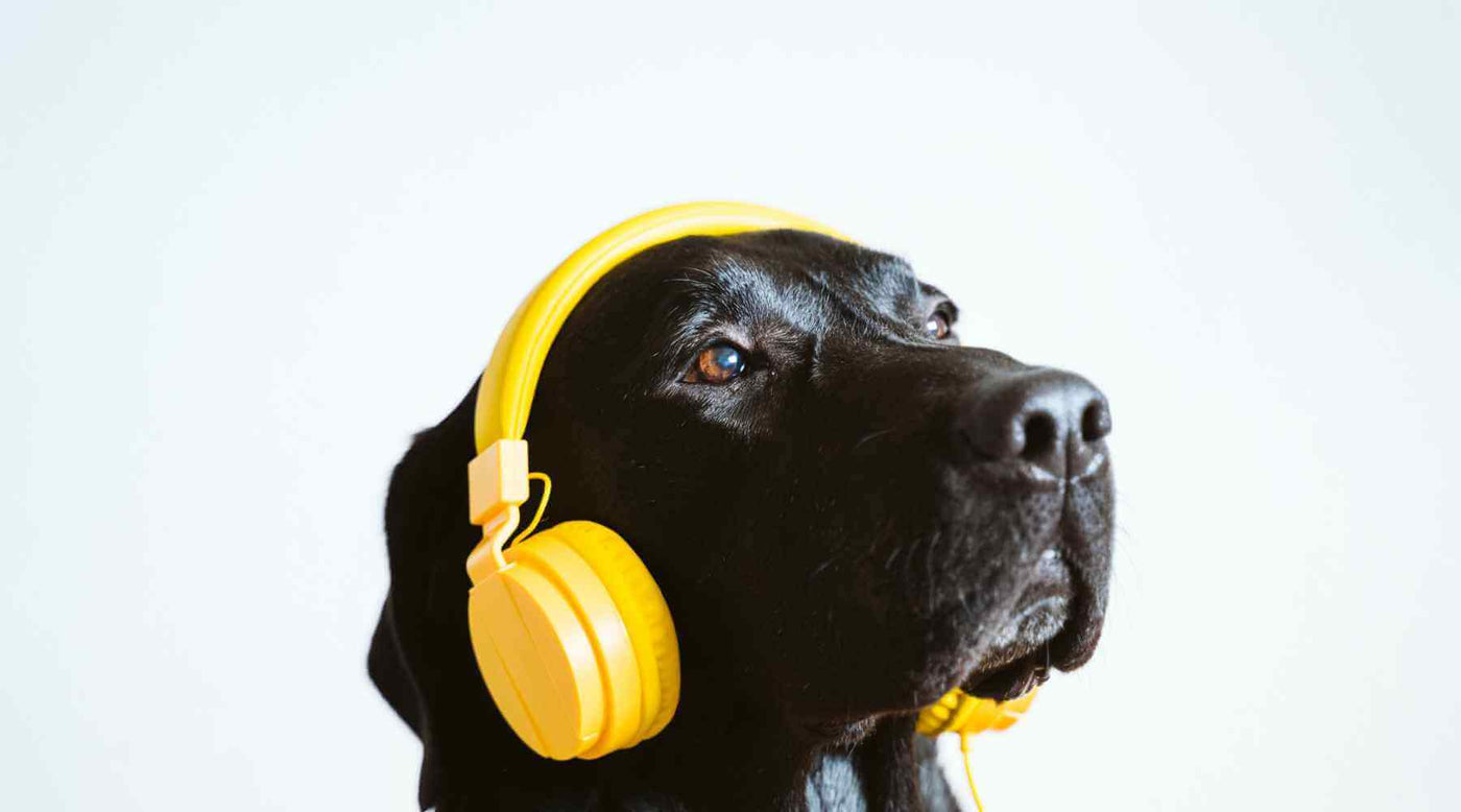 The Power of Music: How Reggae and Soft Rock Influence Your Dog's Beha ...