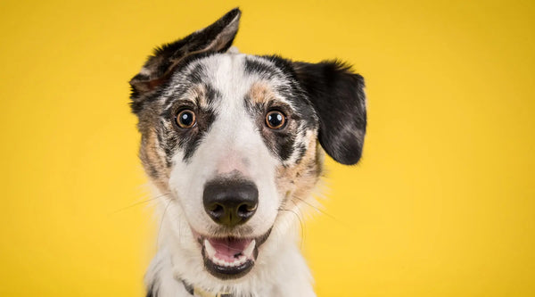 Five Simple Things You Can Do To Make Your Dog Happier - Super Feedy