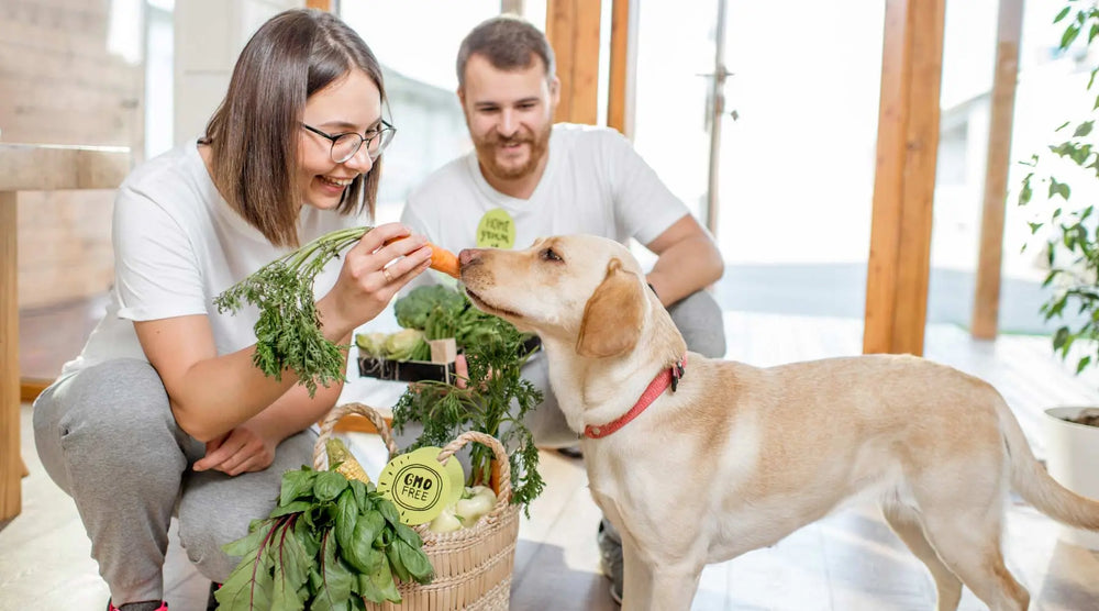 Feeding your Dog: important stuff you need to know. - Super Feedy